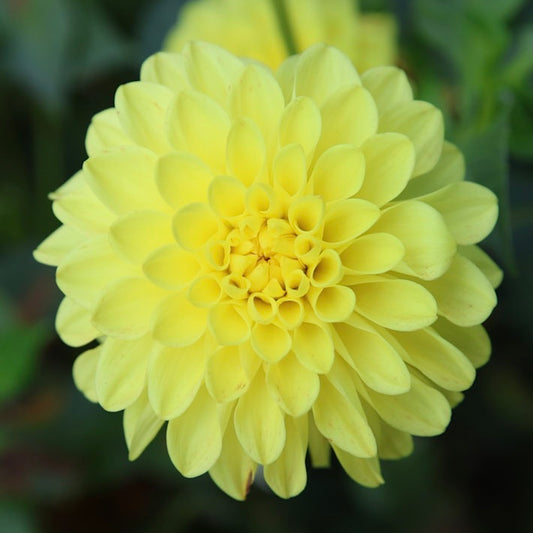 Dahlia Tubers – Page 3 – Dane Flower Farm