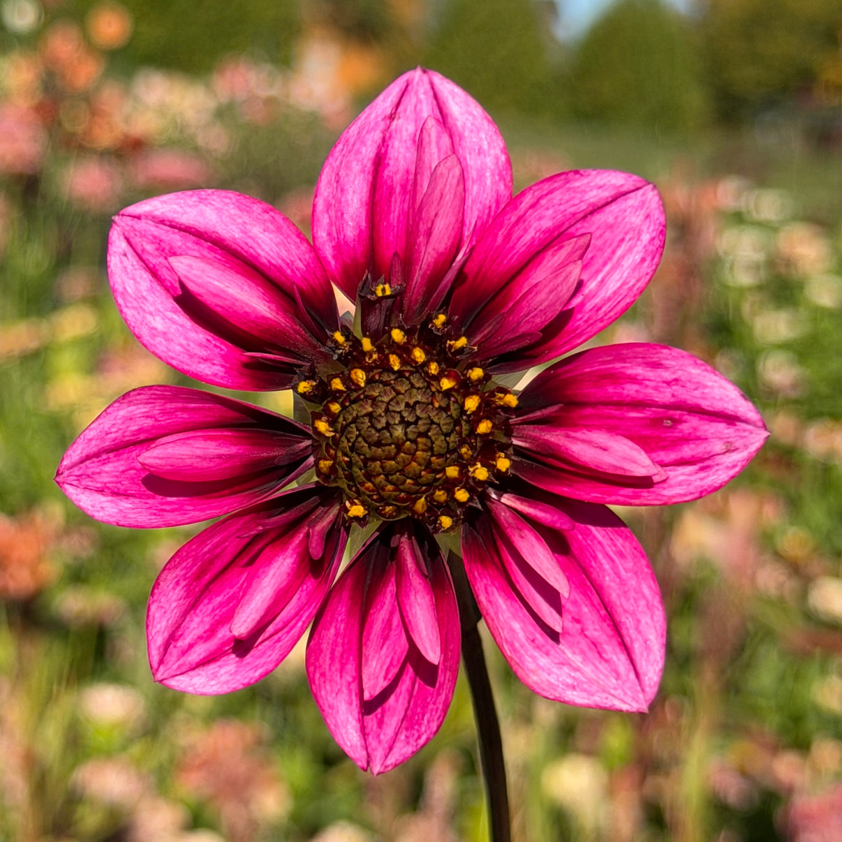 Skyfall – Dane Flower Farm
