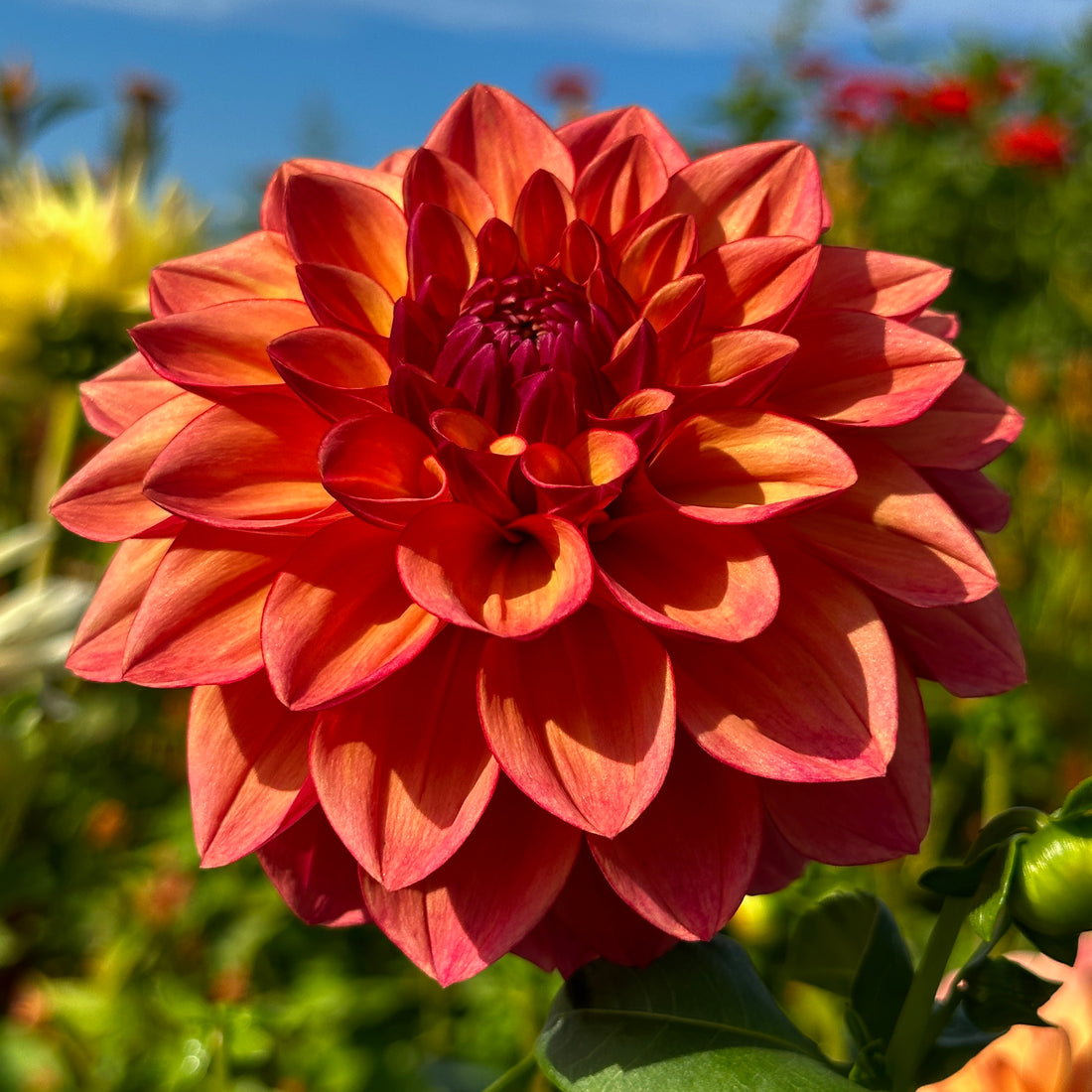 Furu Maru - Limit One – Dane Flower Farm