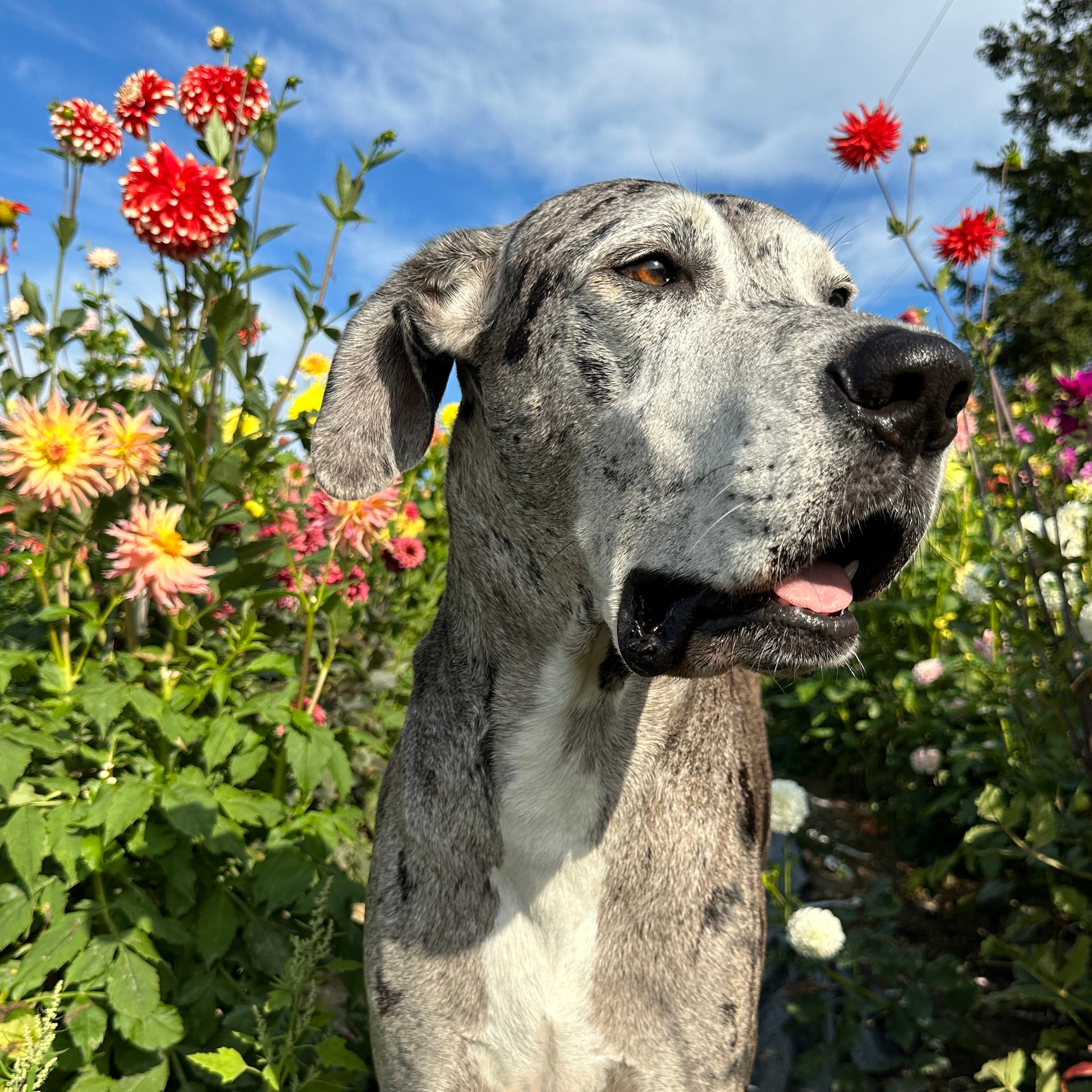 Kelsey Annie Joy – Dane Flower Farm