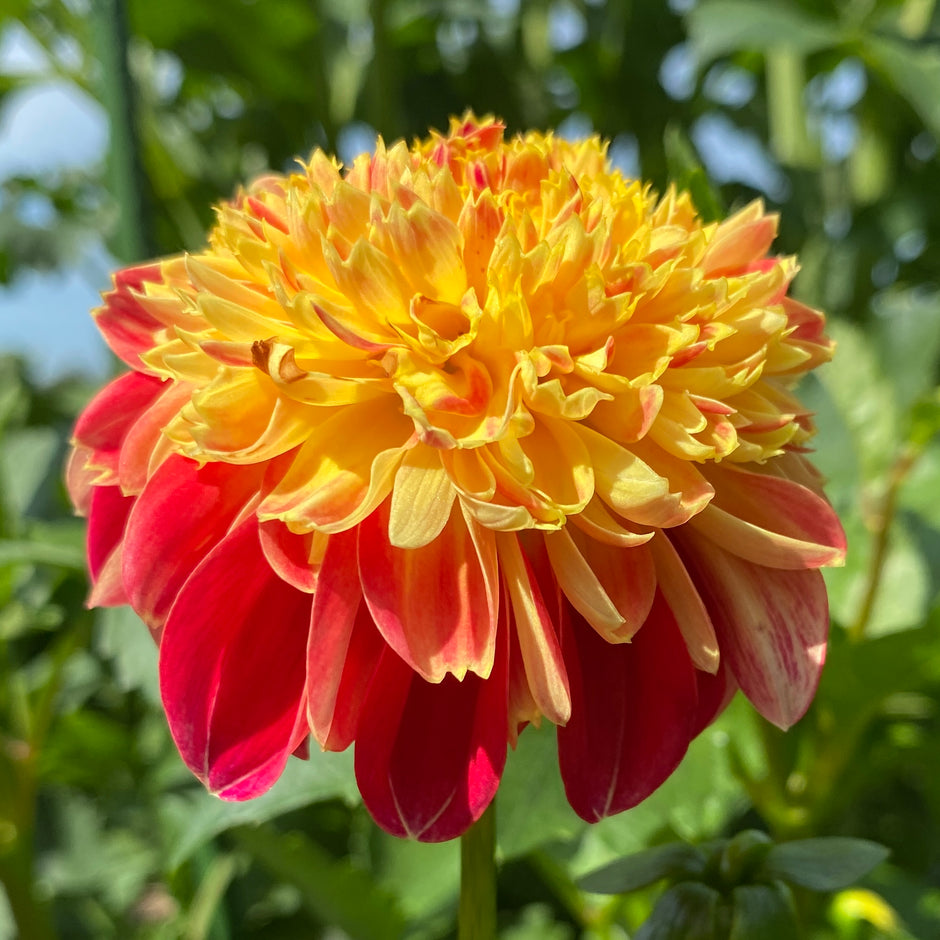 Dahlia Tubers – Page 4 – Dane Flower Farm