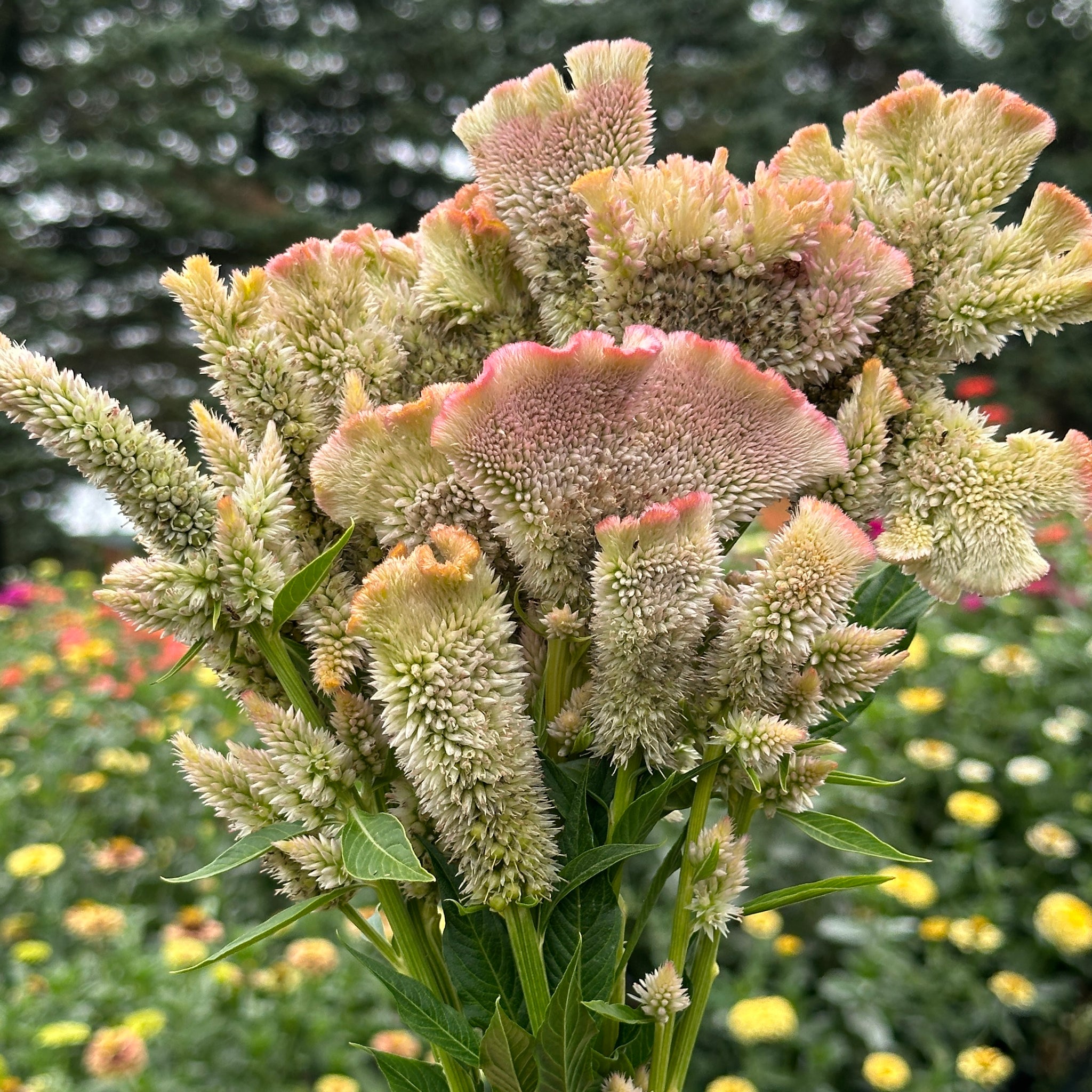 Pink Chenille Open Pollinated Celosia – Dane Flower Farm
