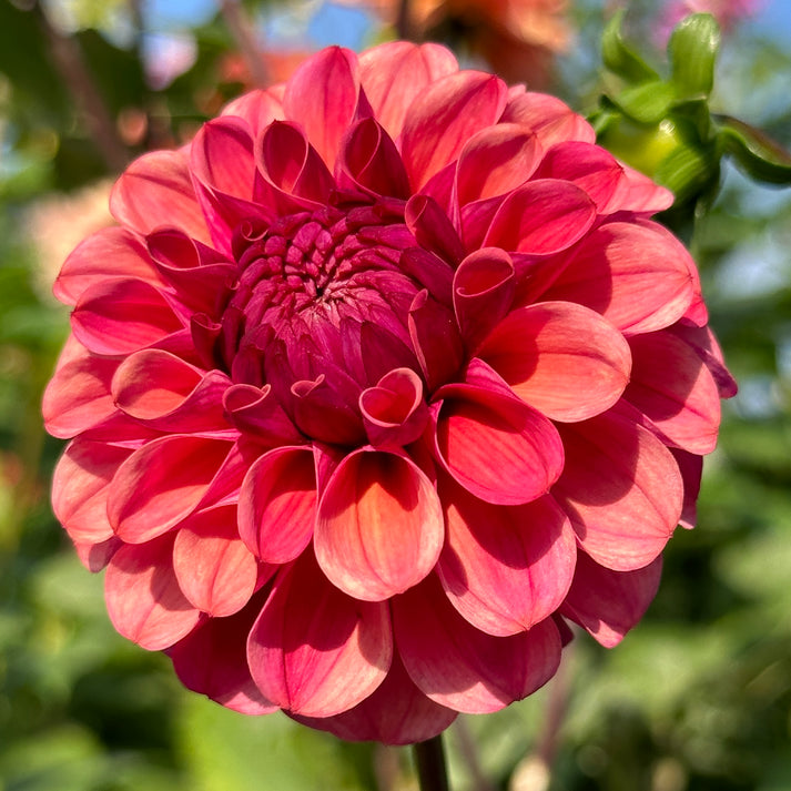 Mission Gypsy – Dane Flower Farm