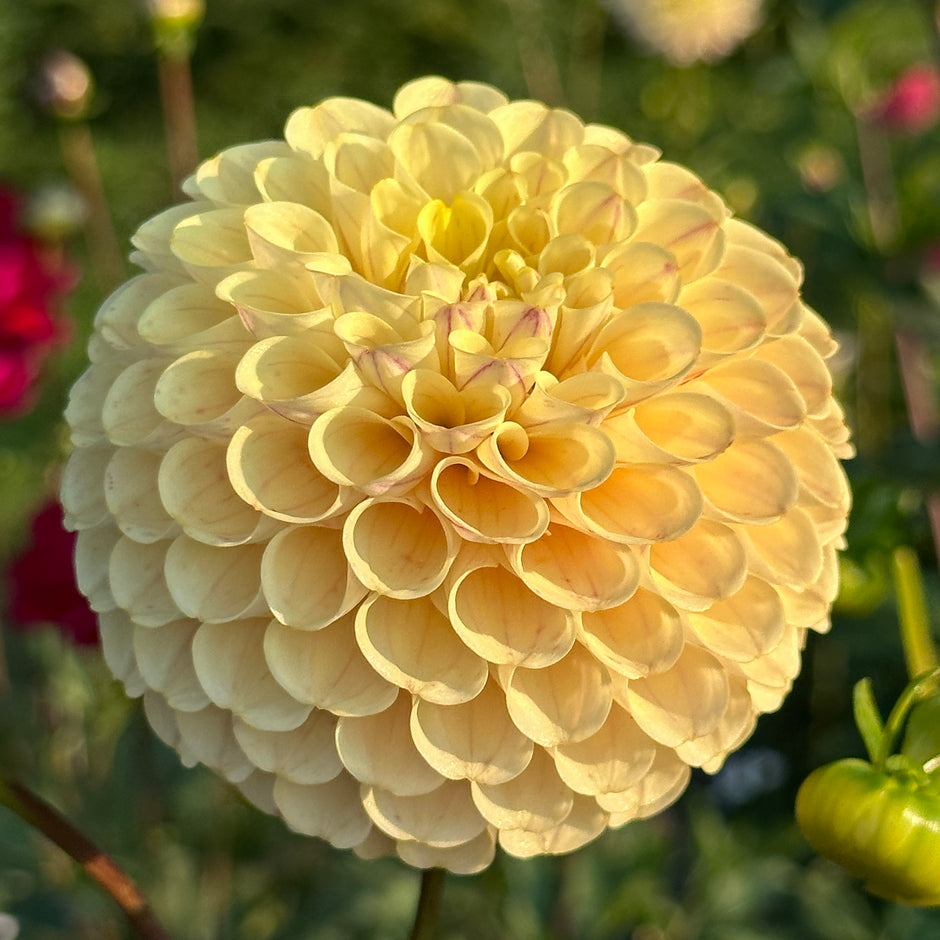 Dane Flower Farm