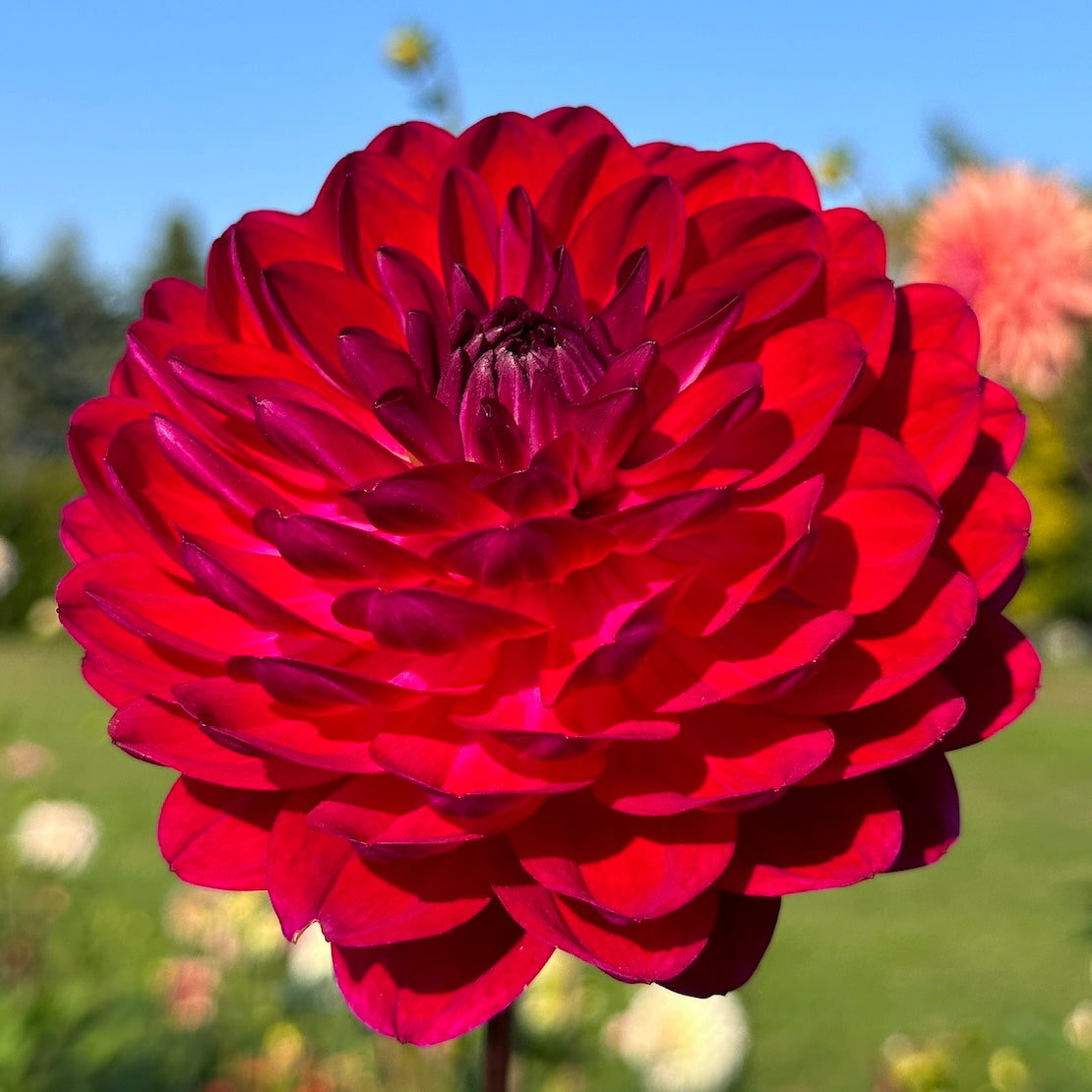 Sandia Bertha – Dane Flower Farm