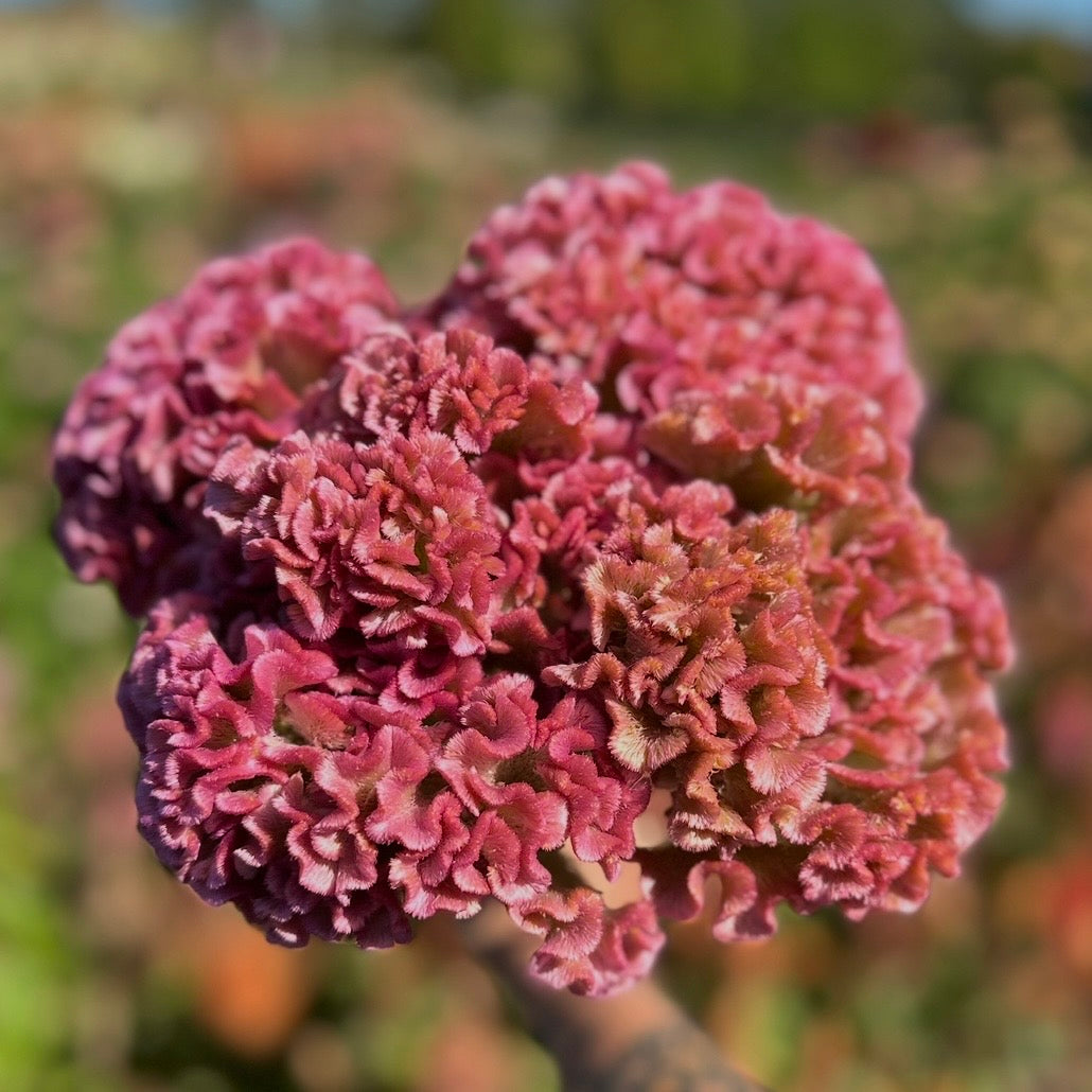 Bombay Pink Celosia – Dane Flower Farm