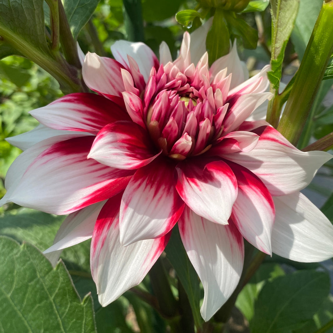 Dahlia Tubers – Dane Flower Farm
