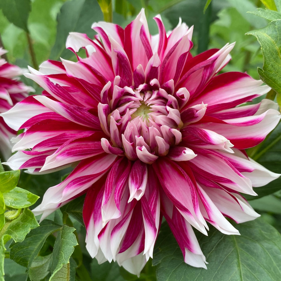 Dahlia Tubers – Page 2 – Dane Flower Farm