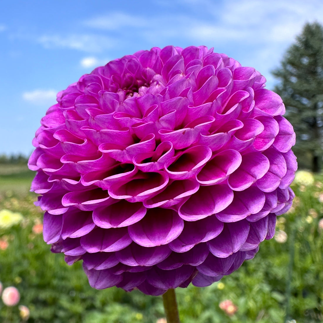 Florelie Hayley 🇦🇺 Limit One – Dane Flower Farm