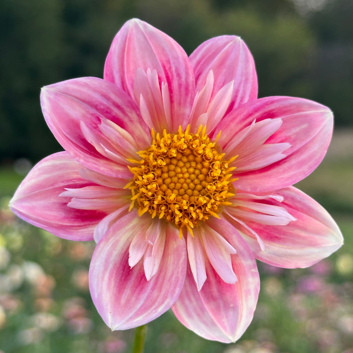 Ashpire Janet - Limit One – Dane Flower Farm