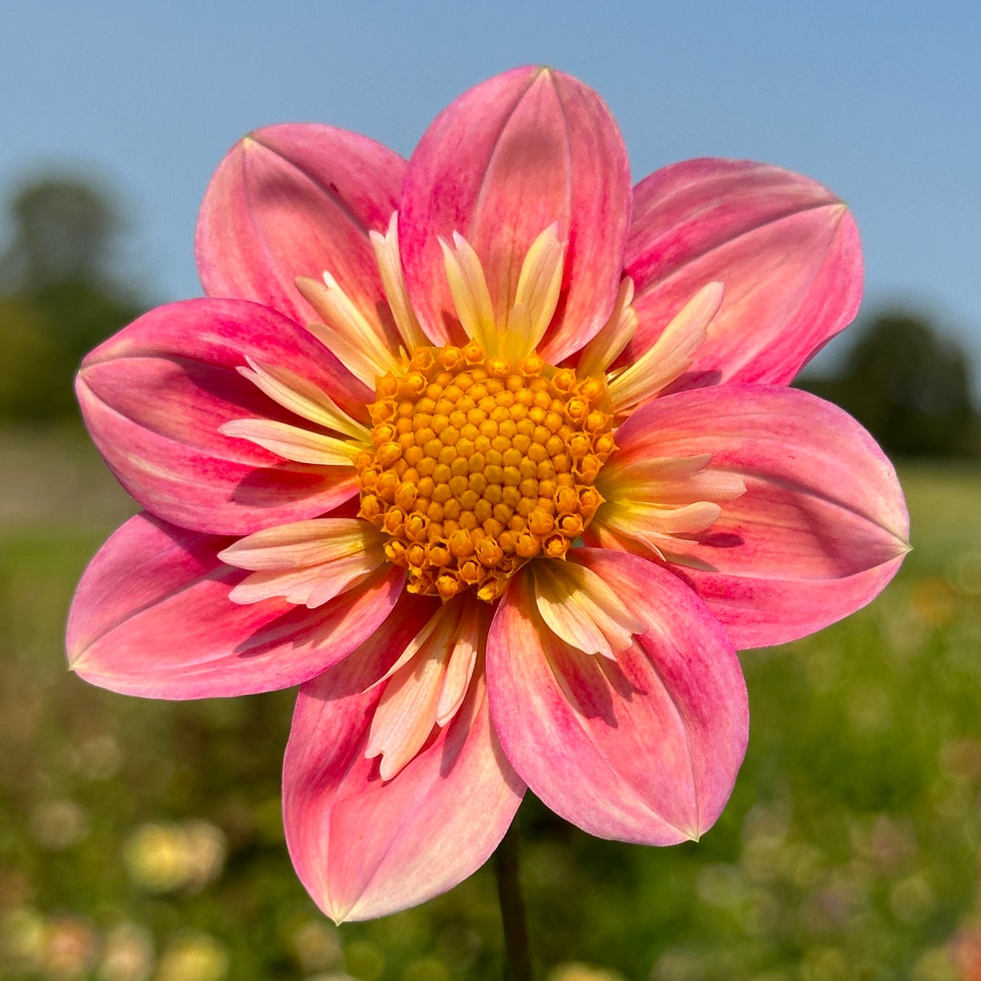 Ashpire Janet - Limit One – Dane Flower Farm